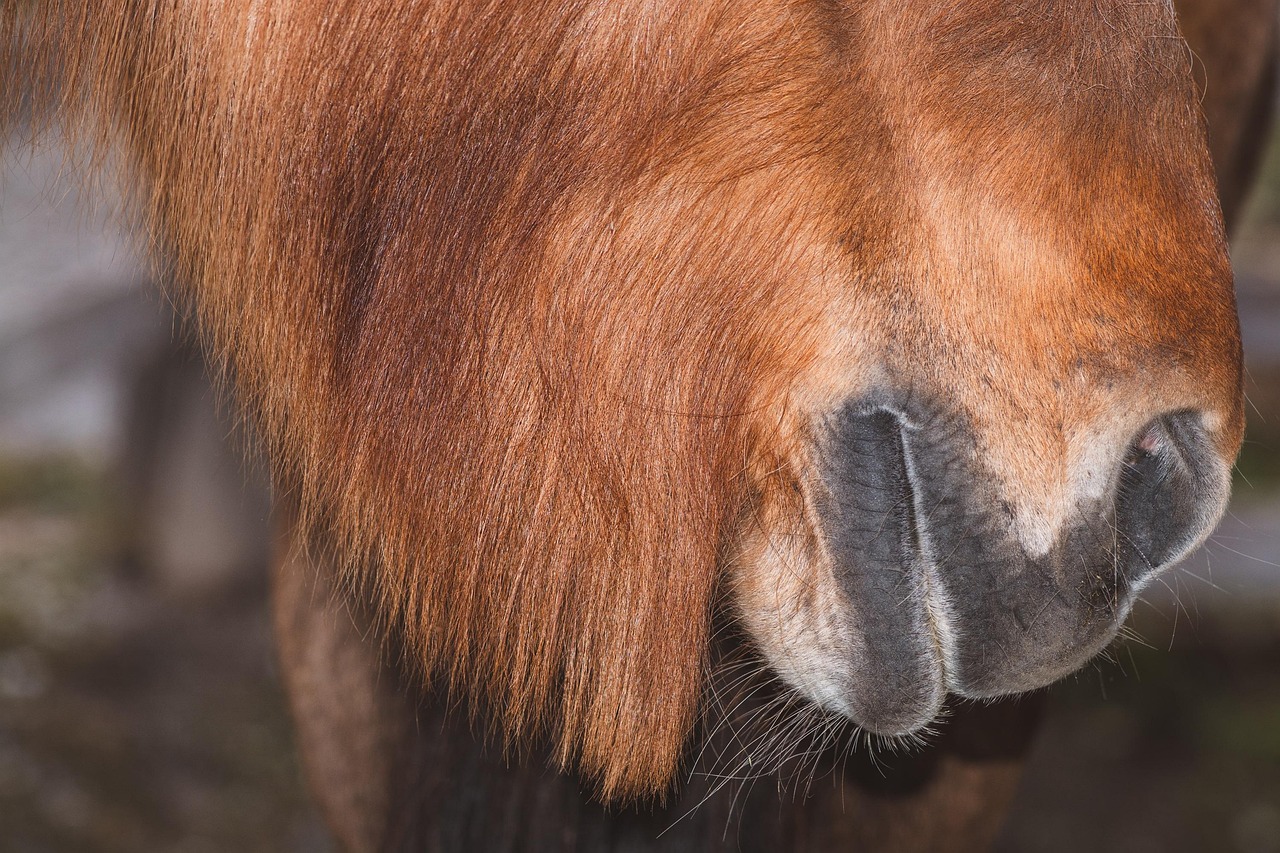 Horse Nostril Maul - Free photo on Pixabay - Pixabay