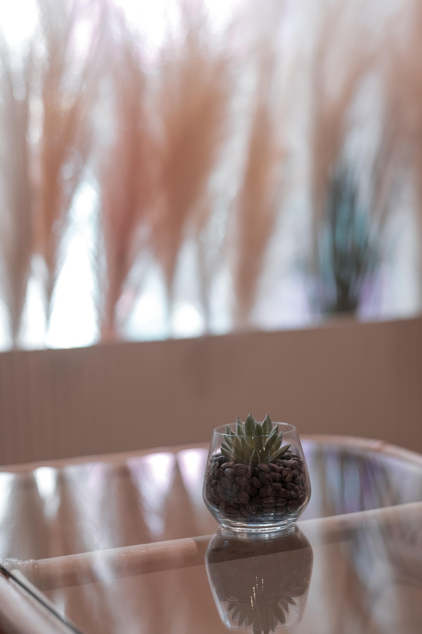 Plantes Table Basse Design - Photo gratuite sur Pixabay - Pixabay