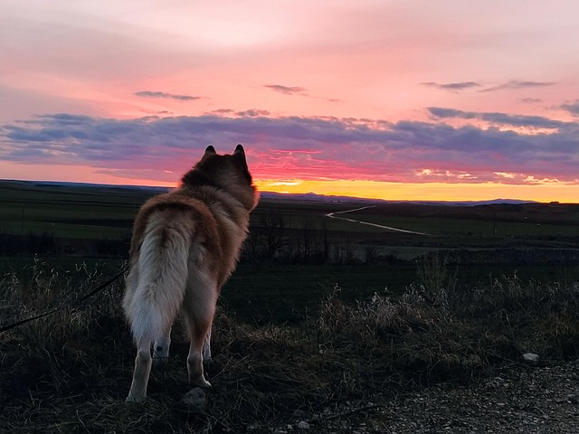 Solnedgang Sibirsk Husky Hund - Gratis foto på Pixabay - Pixabay