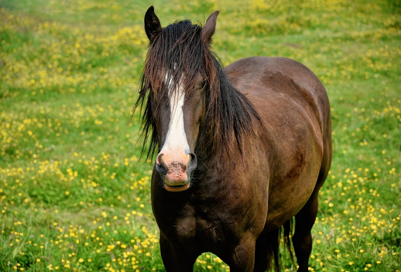 Animal Horse Meadow - Free photo on Pixabay - Pixabay