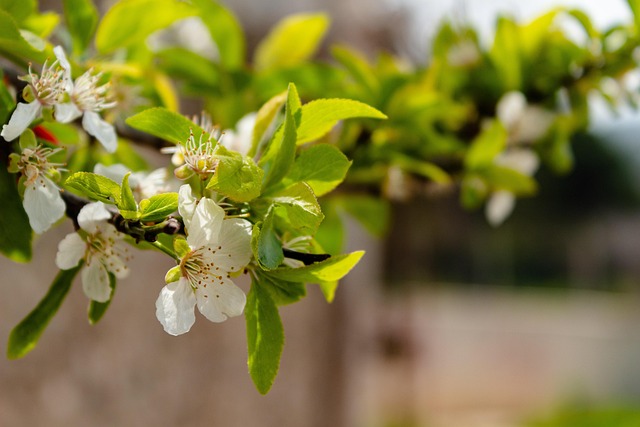 Ceri Manis Bunga-Bunga Tanaman - Foto gratis di Pixabay - Pixabay