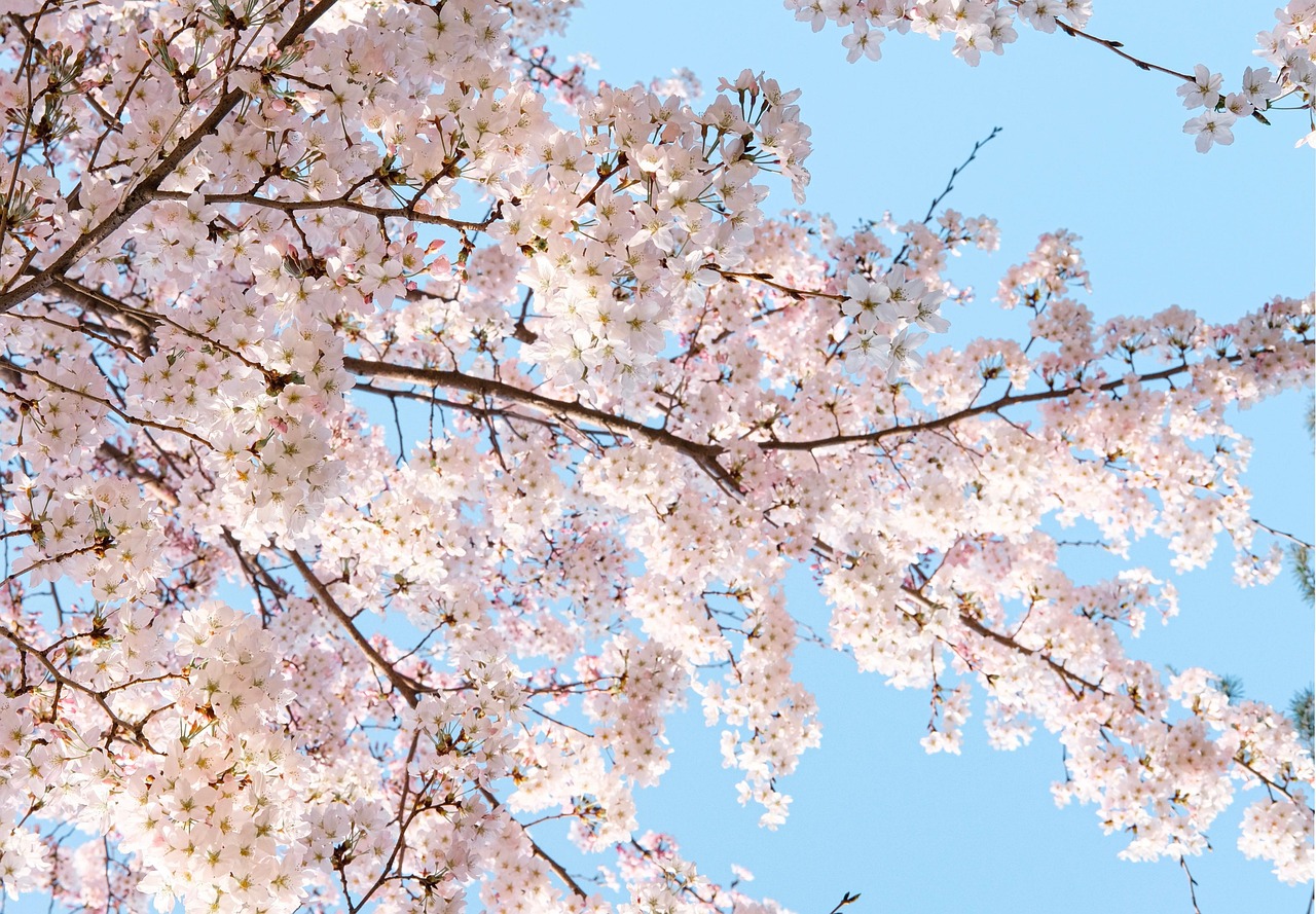 Cherry Blossom Flowers Plant - Free photo on Pixabay - Pixabay