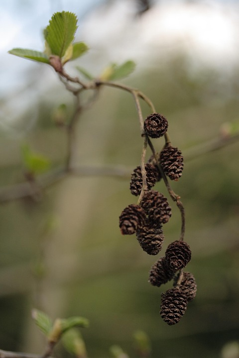 Branches Alder Cones Tree - Free photo on Pixabay - Pixabay