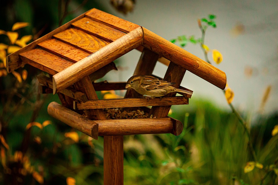 Sparrow Bird House - Free photo on Pixabay