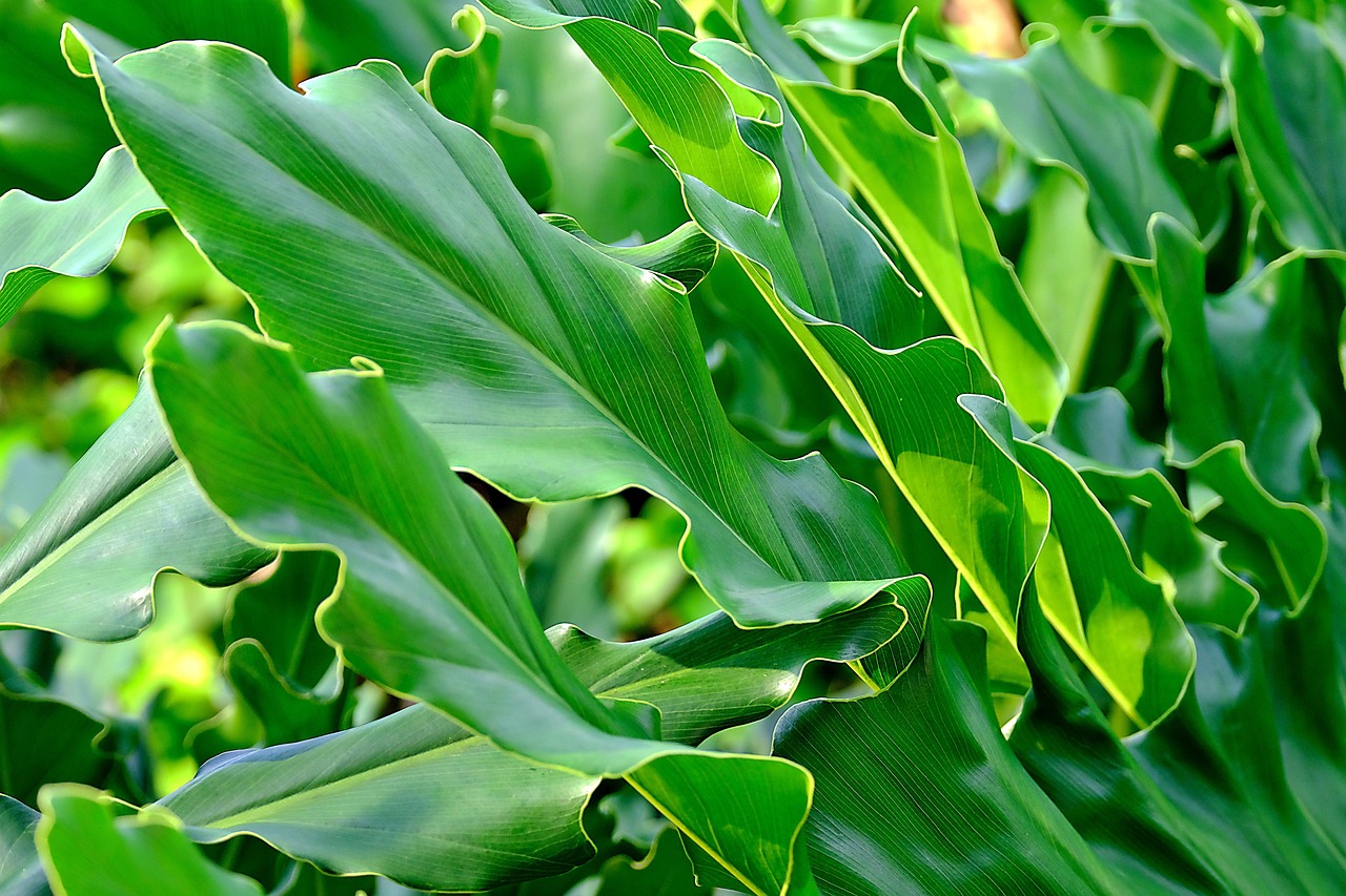 60+ Free Filodendron Drzewa & Philodendron Images - Pixabay