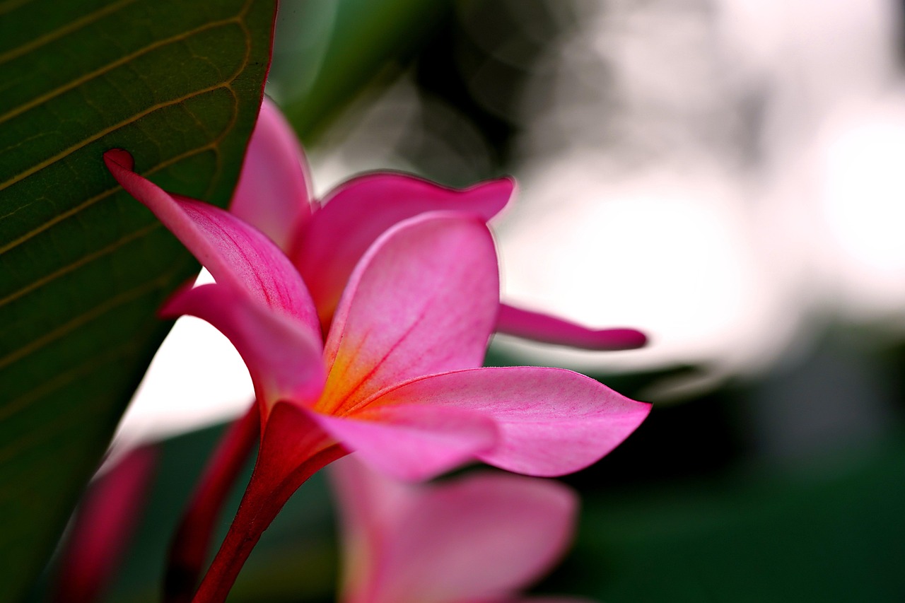 Plumeria Flor Flora - Foto gratis en Pixabay - Pixabay