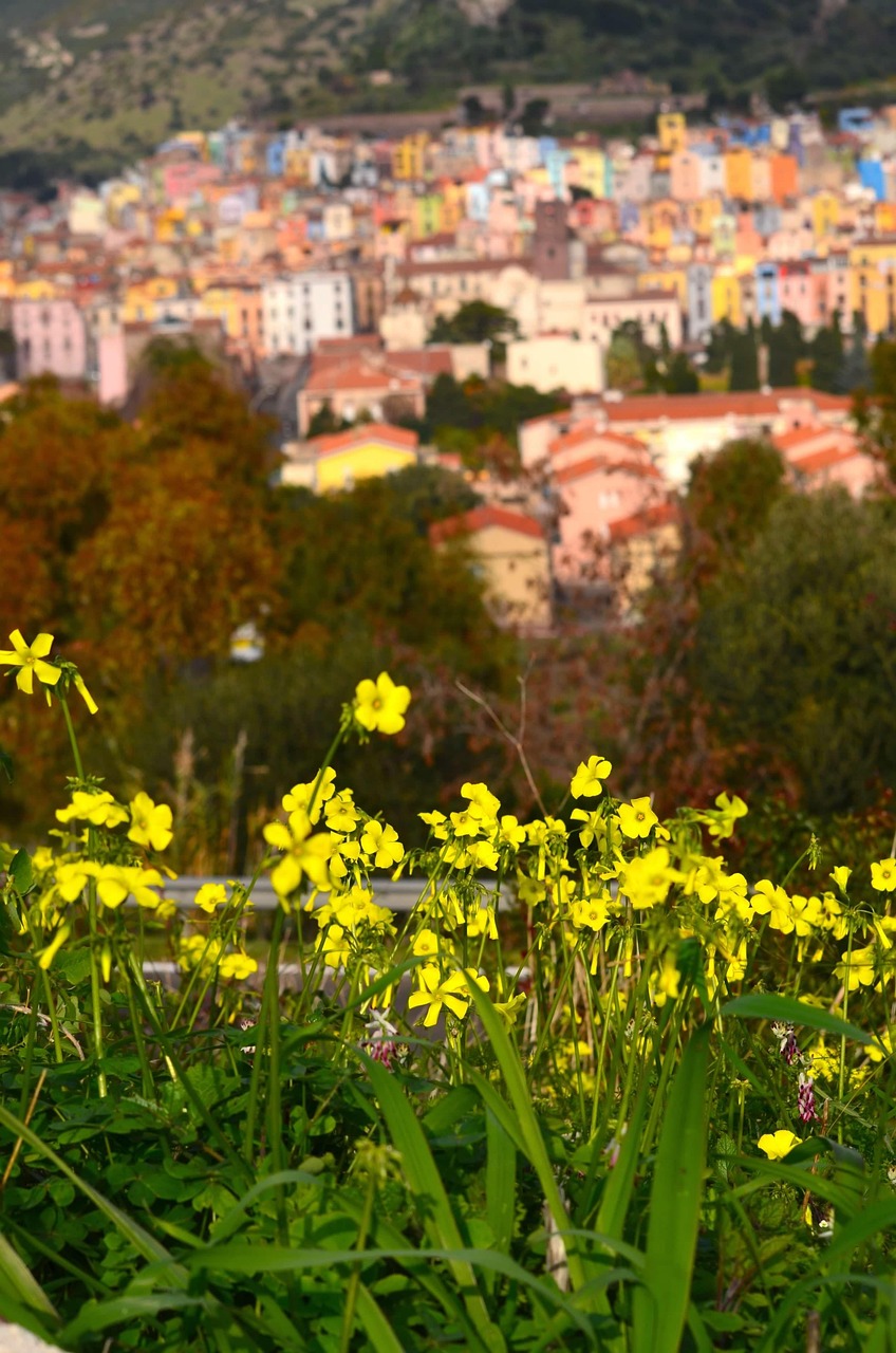 Bosa Sardinia Flower - Free photo on Pixabay - Pixabay