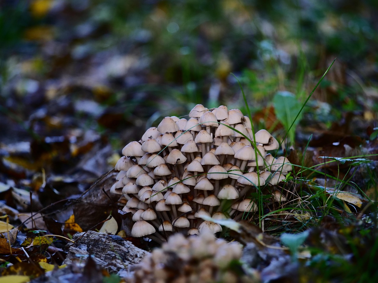 Champignons Huba Forêt - Photo gratuite sur Pixabay - Pixabay