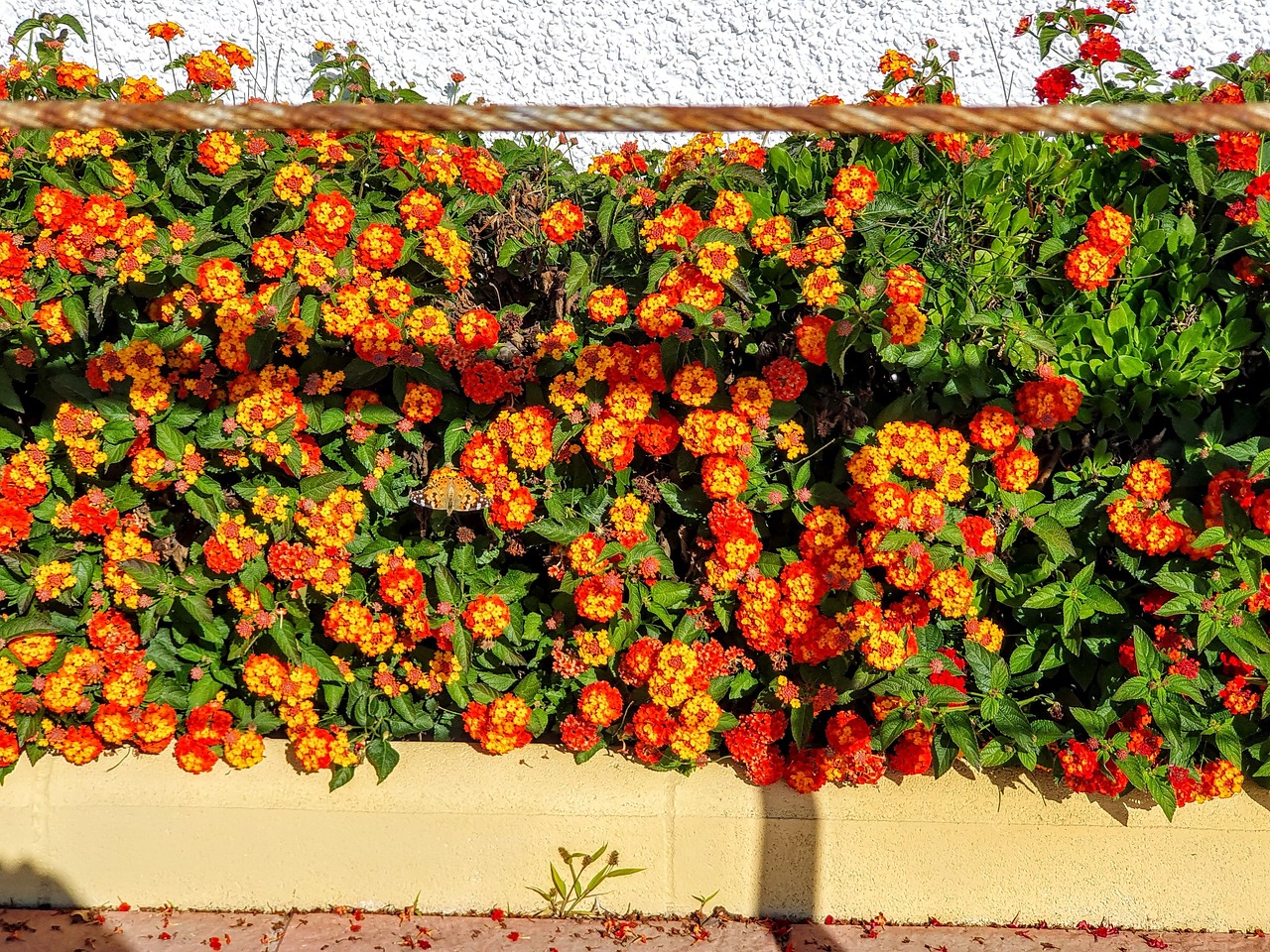 Andalusien Blumen Pflanze - Kostenloses Foto auf Pixabay - Pixabay