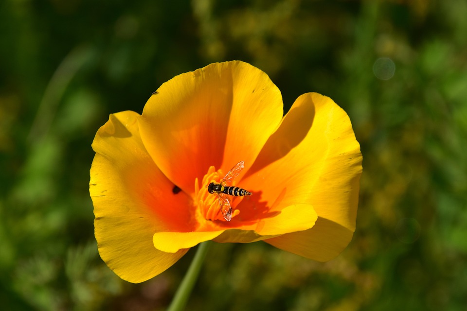 Fleur Pavot De Californie - Photo gratuite sur Pixabay