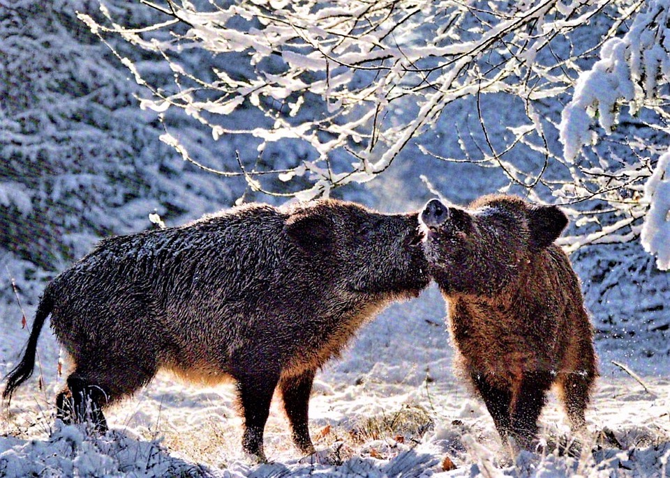 Wild Boars Animal Mammal - Free photo on Pixabay - Pixabay