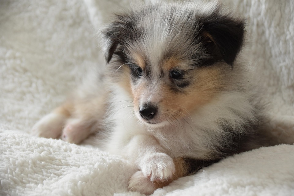Shetland Sheepdog Puppy Dog - Free photo on Pixabay - Pixabay