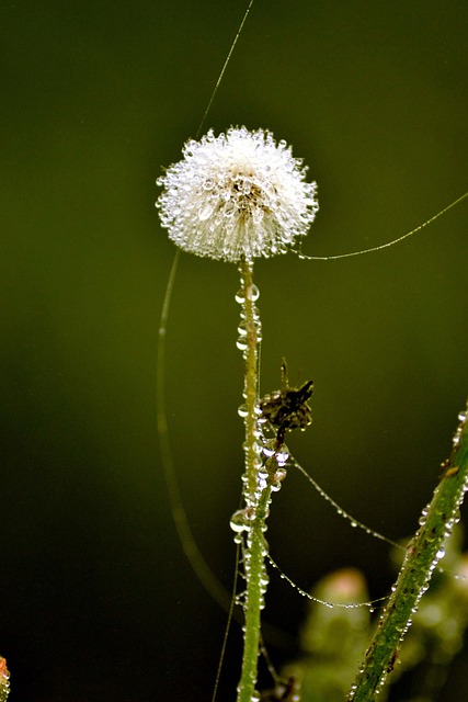 Dandelion Dew Spider Web - Free photo on Pixabay