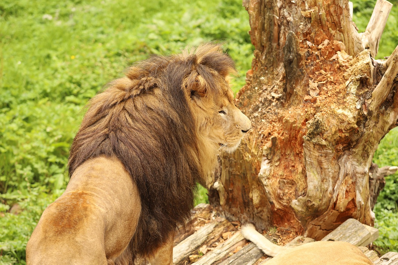 Singa Jantan Dewasa Hewan Leo - Foto gratis di Pixabay - Pixabay
