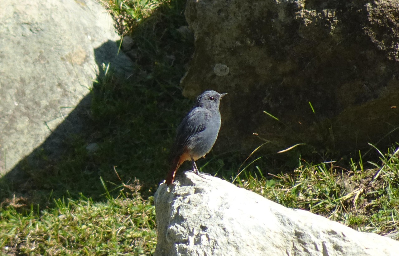 Plumbeous Water Redstart Bird - Free photo on Pixabay - Pixabay