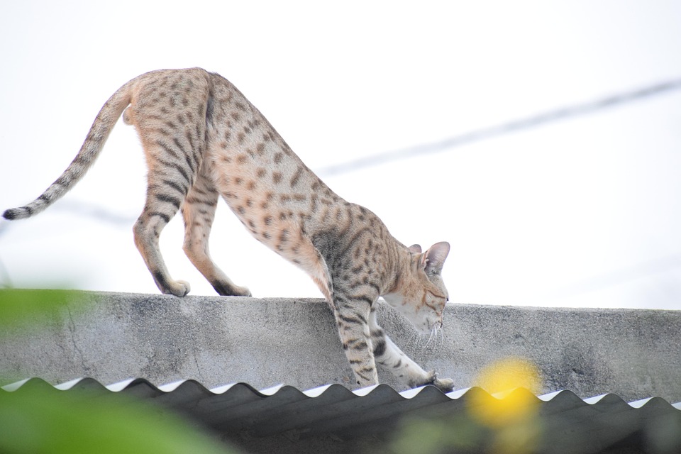 Wildlife Feline Cat - Free photo on Pixabay - Pixabay