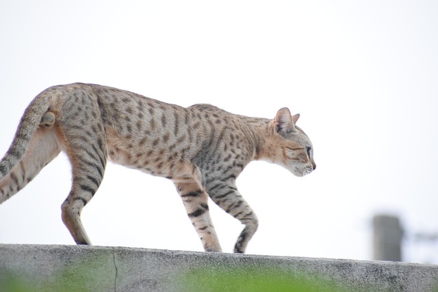 Wildlife Feline Cat - Free photo on Pixabay
