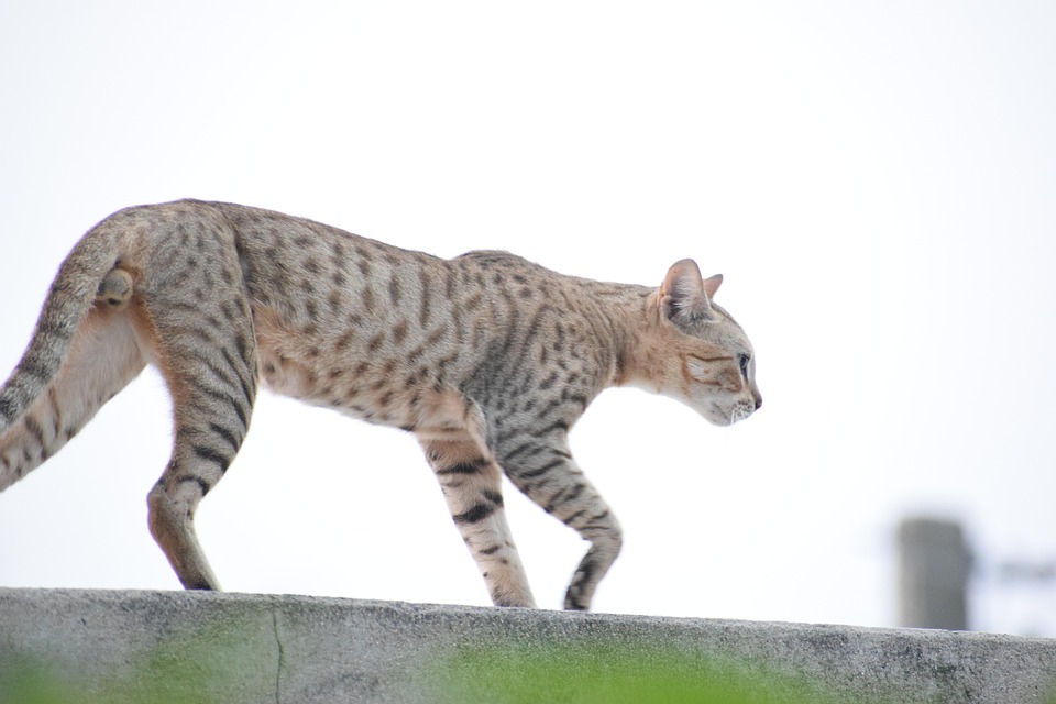 Wildlife Feline Cat - Free photo on Pixabay
