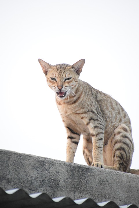 Wildlife Feline Cat - Free photo on Pixabay - Pixabay