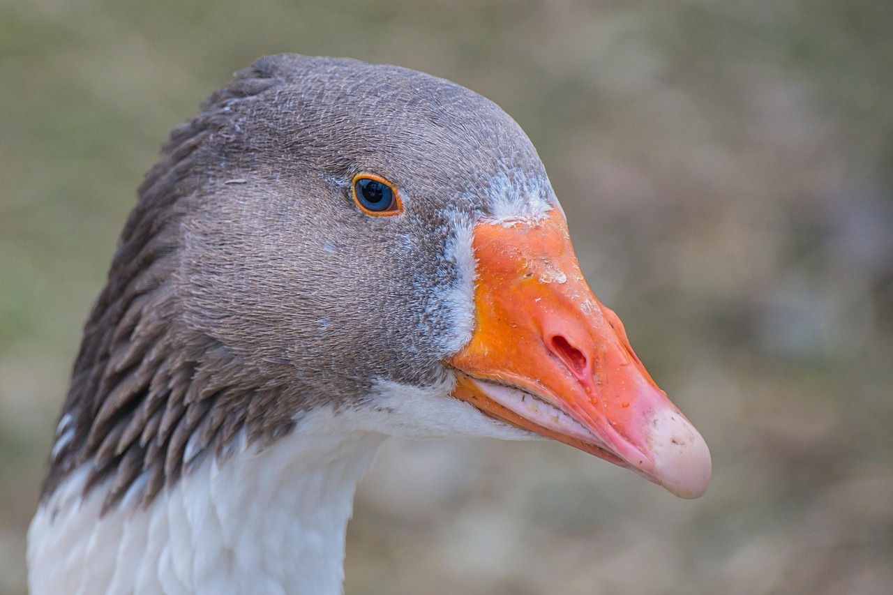 Gans Wildgans Graugans - Kostenloses Foto auf Pixabay
