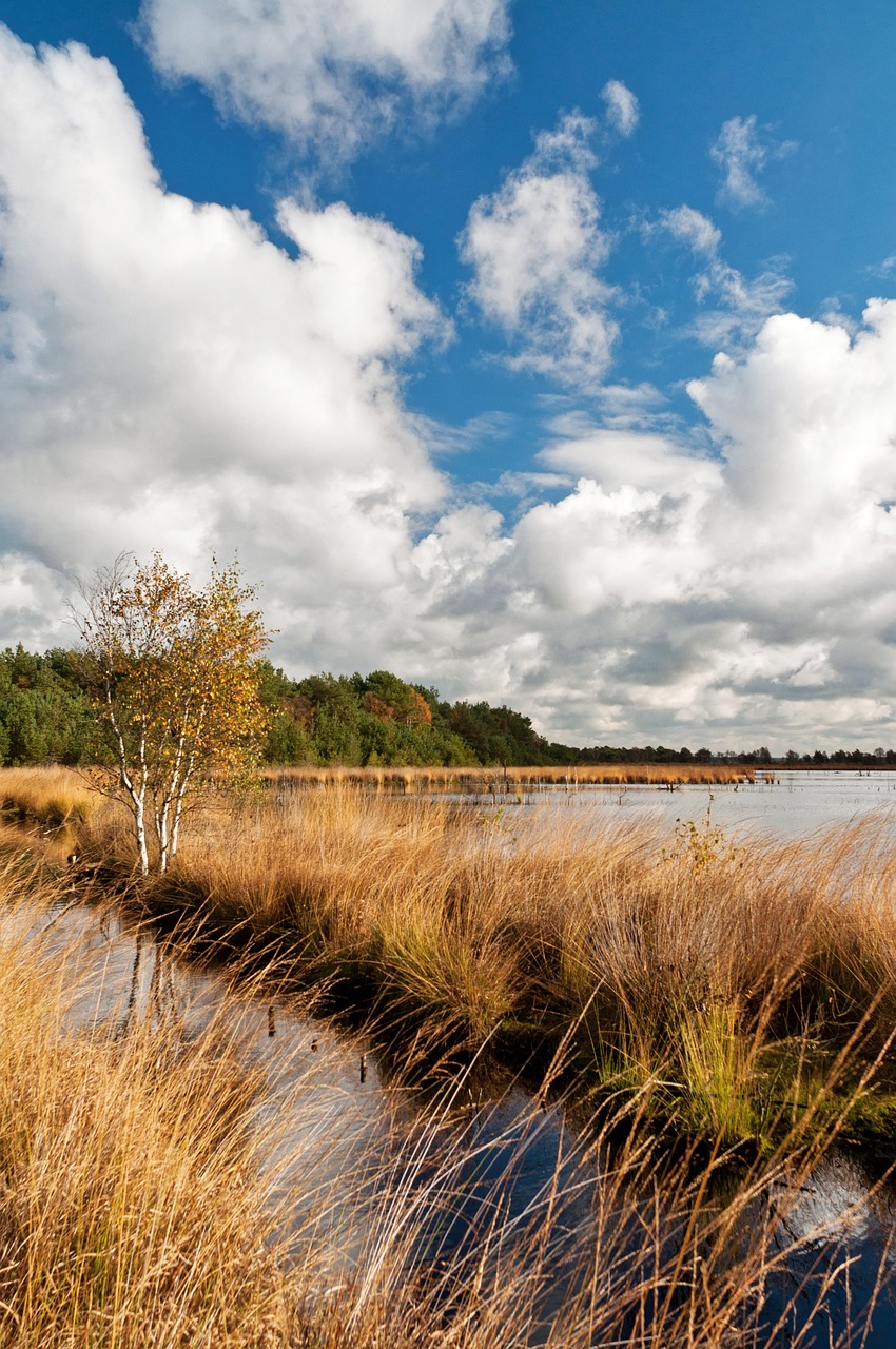 Teufelsmoor Moor Lower Saxony - Free photo on Pixabay