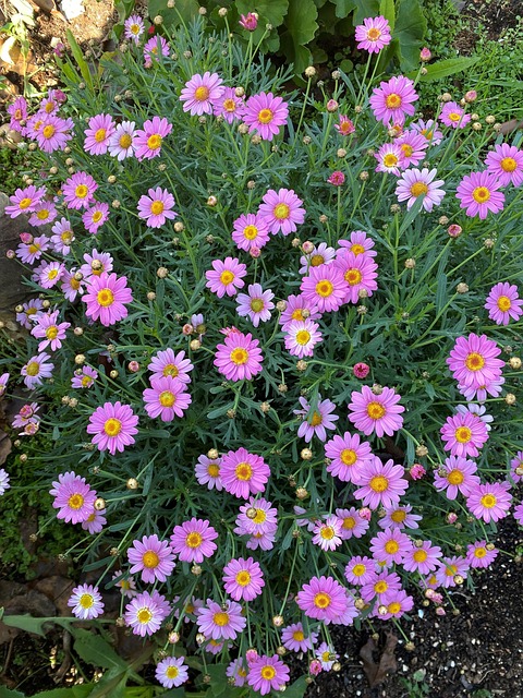 Shrub Evergreen Larita Rose - Free photo on Pixabay - Pixabay