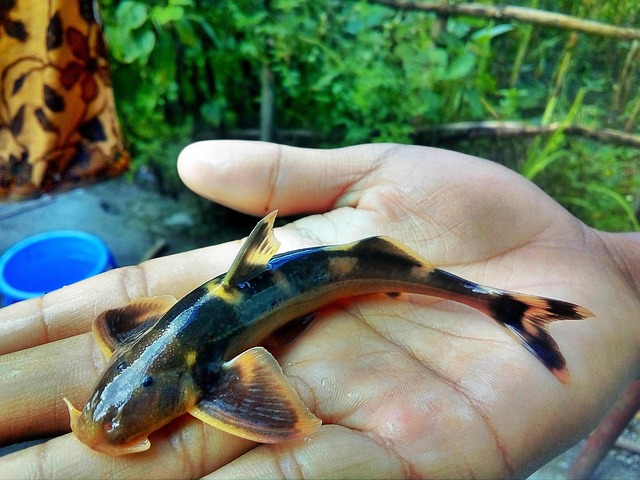 Fish Wow Palm - Free photo on Pixabay - Pixabay
