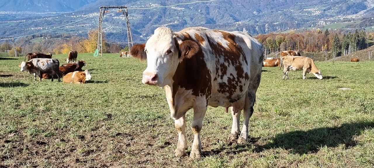 Cow Pasture Cows - Free photo on Pixabay - Pixabay