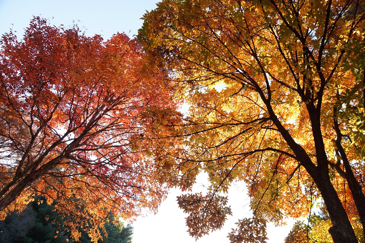 Under The Tree Autumn Leaves Color - Free photo on Pixabay - Pixabay