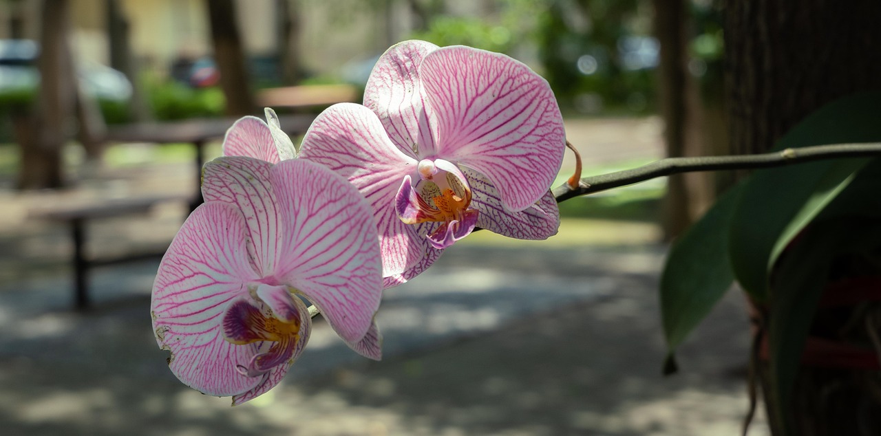 Orchids Nature - Free photo on Pixabay