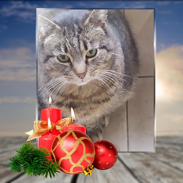 Poland Saint Nicholas' Day - Free photo on Pixabay - Pixabay