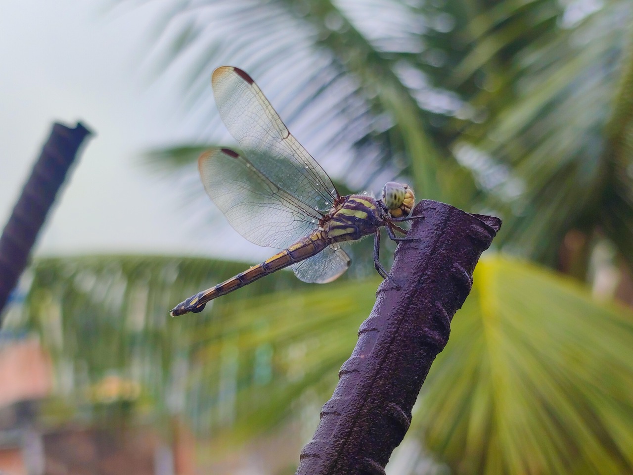 Libelle Natur - Kostenloses Foto auf Pixabay