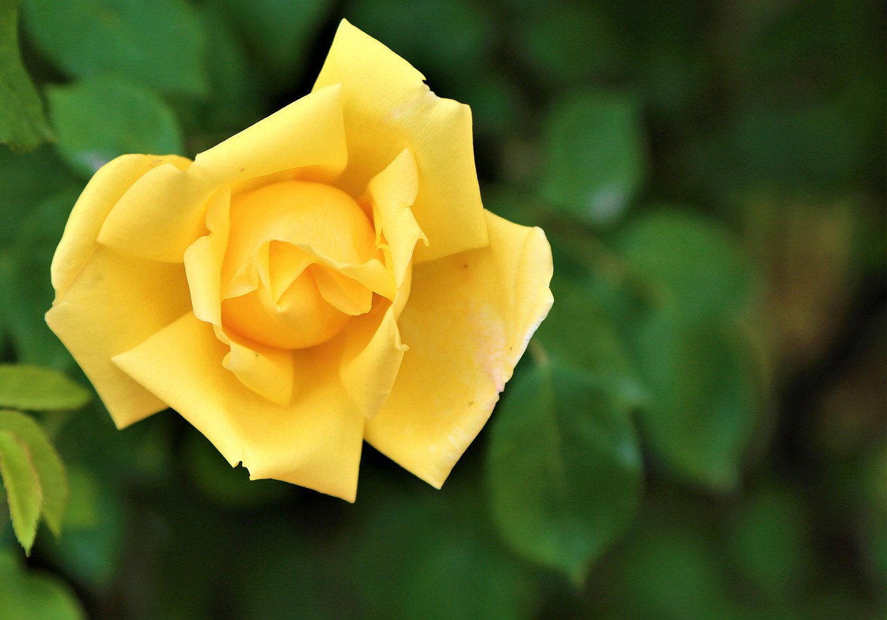 Rose Yellow Flower - Free photo on Pixabay
