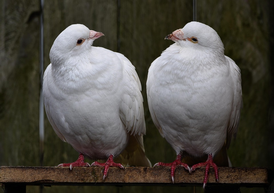 Barbary Doves Perched - Free photo on Pixabay