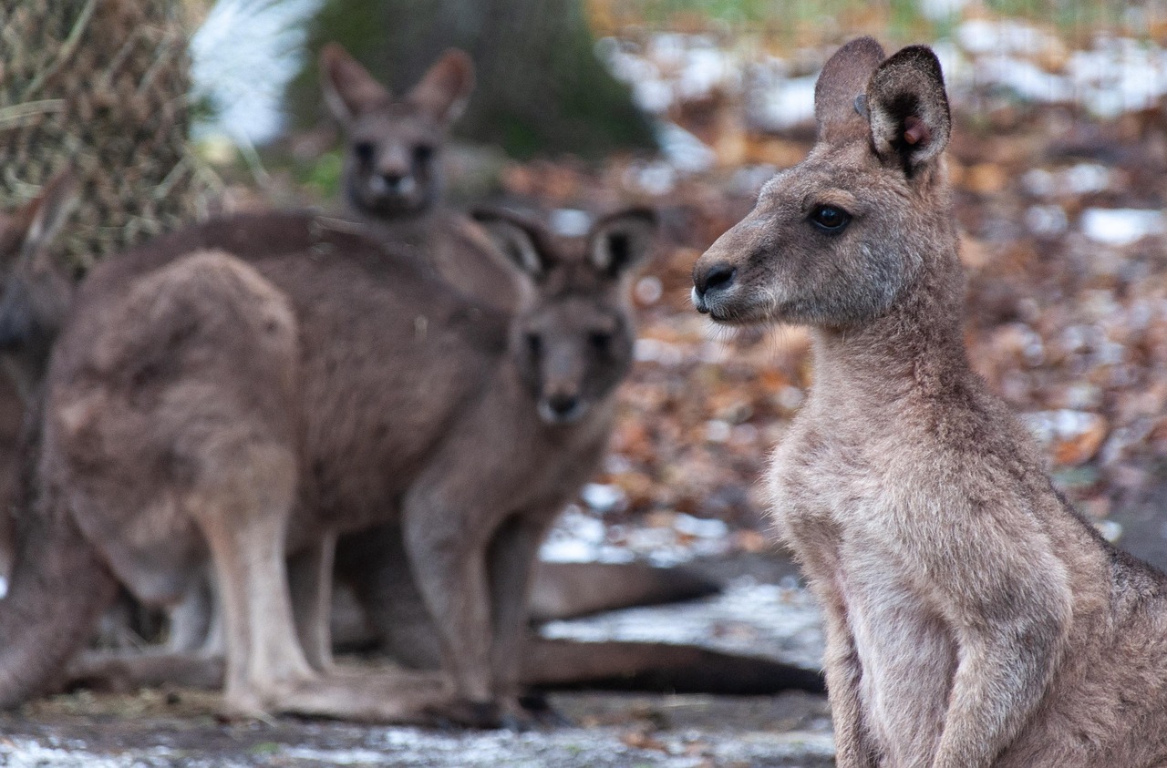 Canguro Marsupial Zoo Fauna - Foto gratis en Pixabay - Pixabay