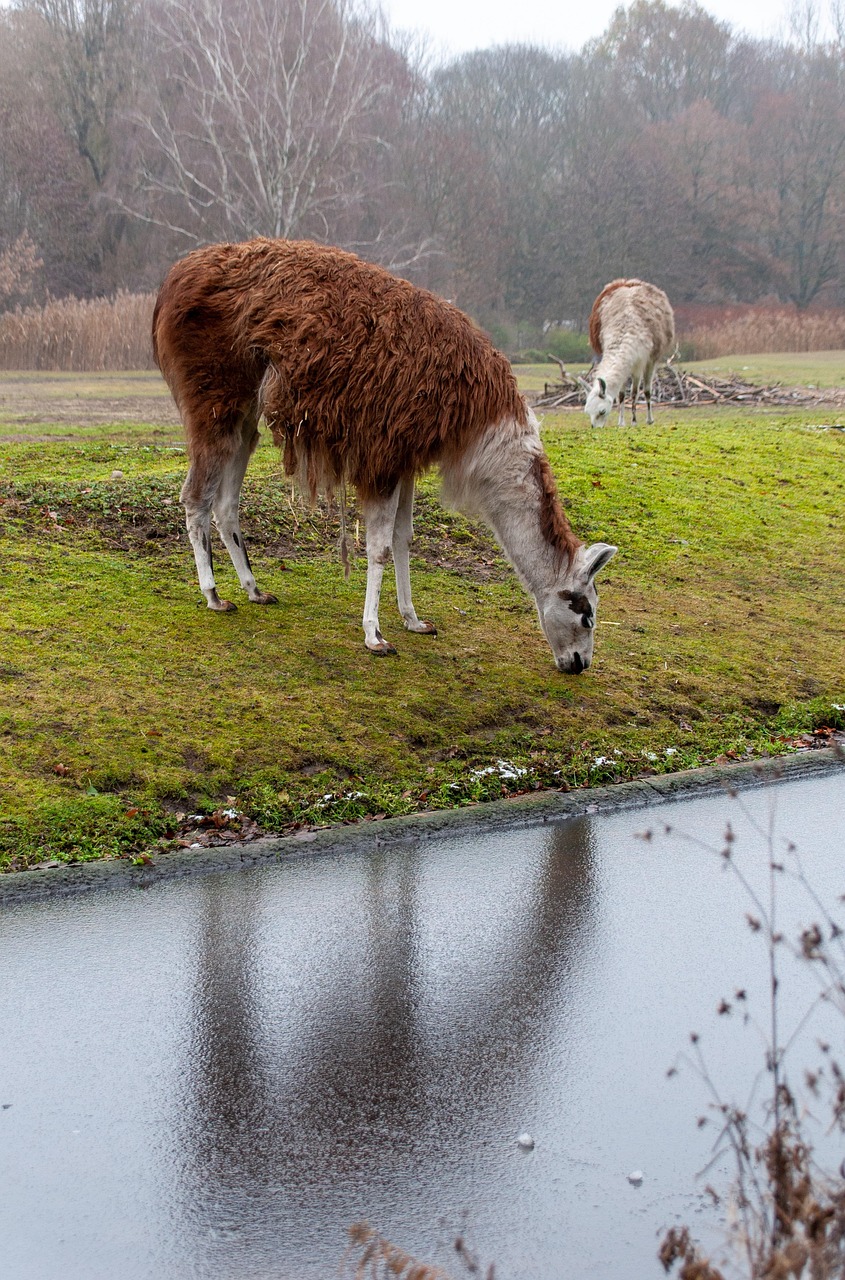 1,000+ Free Lama & Nature Images - Pixabay