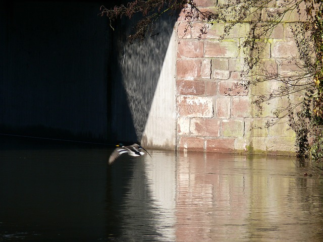 Light The Shade Duck - Free photo on Pixabay - Pixabay