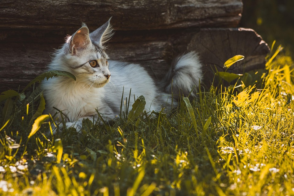 Cat Félin Animal Domestique Chat - Photo gratuite sur Pixabay
