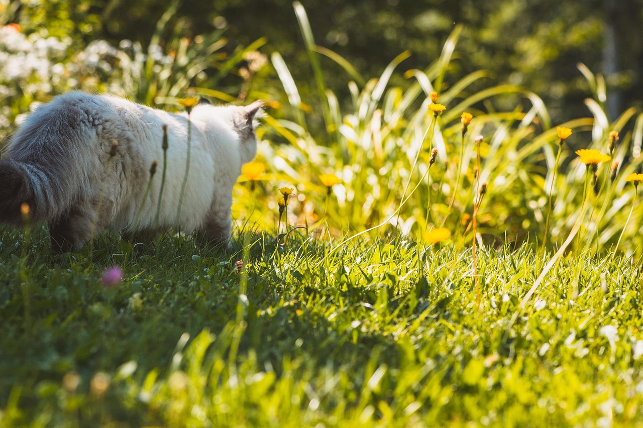 Cat Garden Outdoors - Free photo on Pixabay