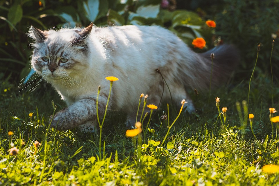 Cat Feline Domestic Animal - Free photo on Pixabay - Pixabay