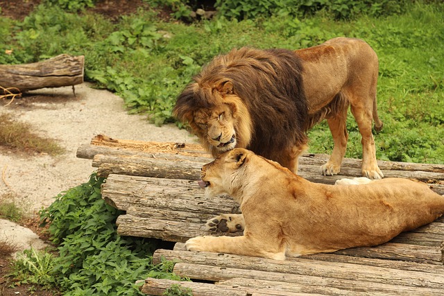 León Leona Familia De Leones - Foto gratis en Pixabay - Pixabay