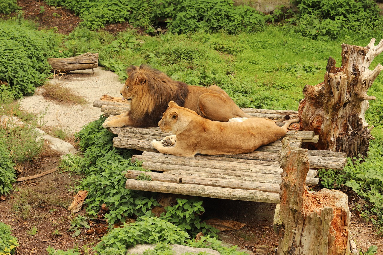 León Leona Familia De Leones - Foto gratis en Pixabay - Pixabay