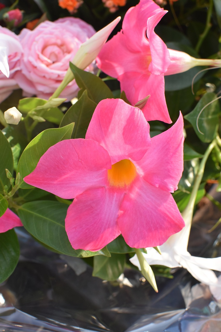 Flor Flora Naturaleza - Foto gratis en Pixabay - Pixabay