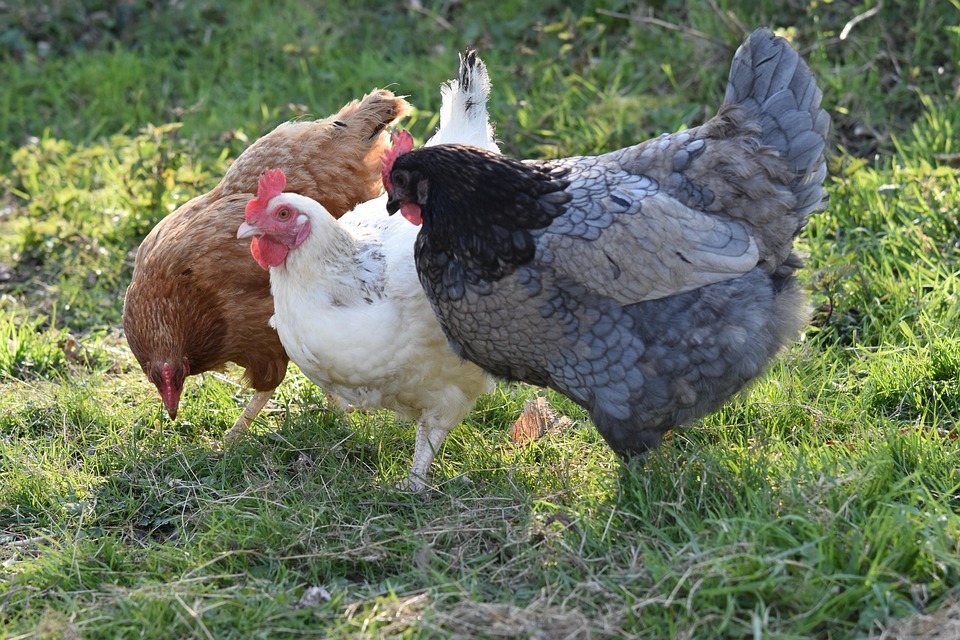 Hens Laying Poultry Farm - Free photo on Pixabay - Pixabay