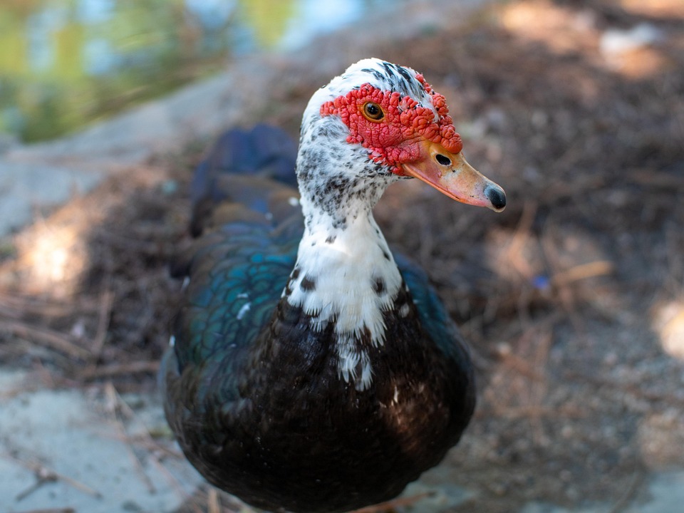 Duck Animal Wildlife - Free photo on Pixabay - Pixabay