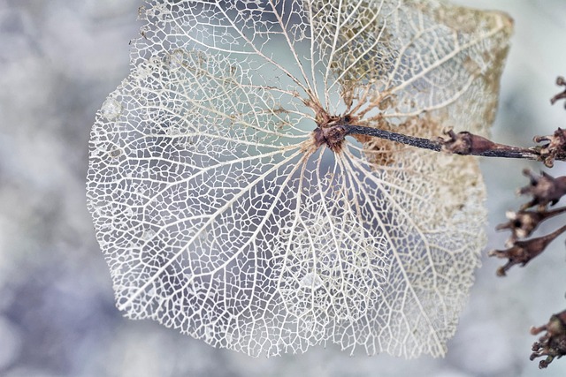 Hydrangea Flower Perish - Free photo on Pixabay