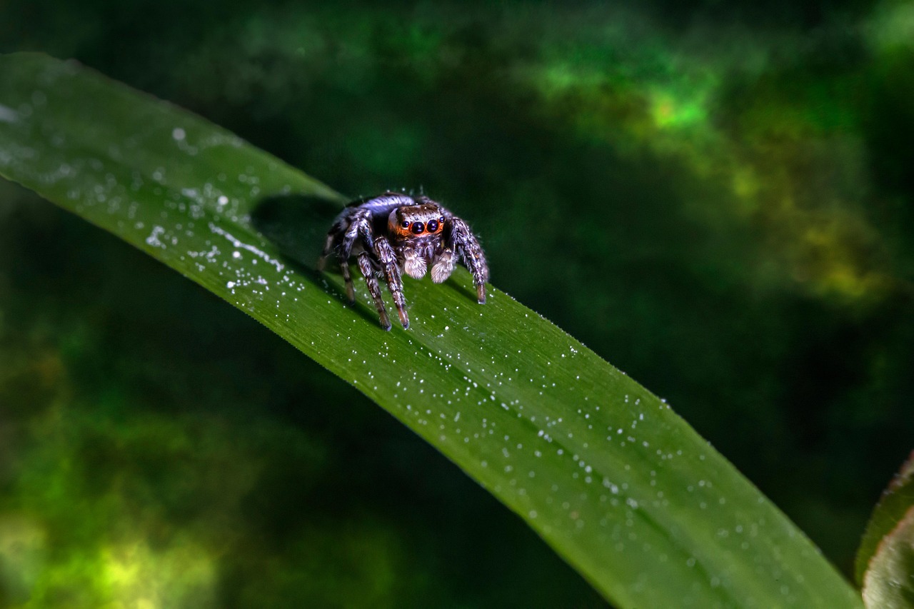 Spider Zebra Insect - Free photo on Pixabay - Pixabay
