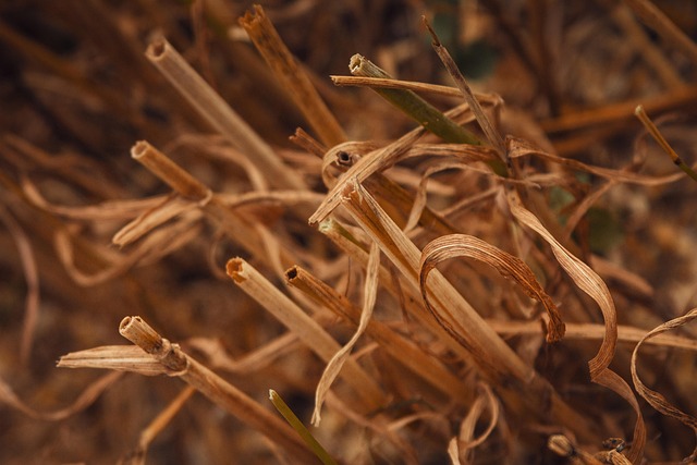 Straw Hay - Free photo on Pixabay - Pixabay
