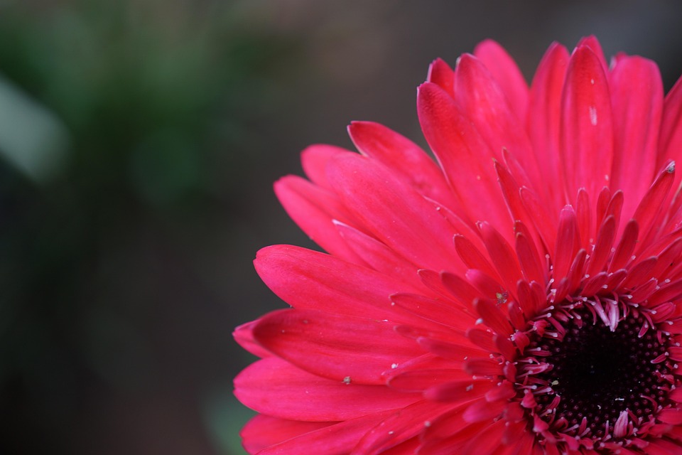 Flower Gerbera Petals - Free photo on Pixabay