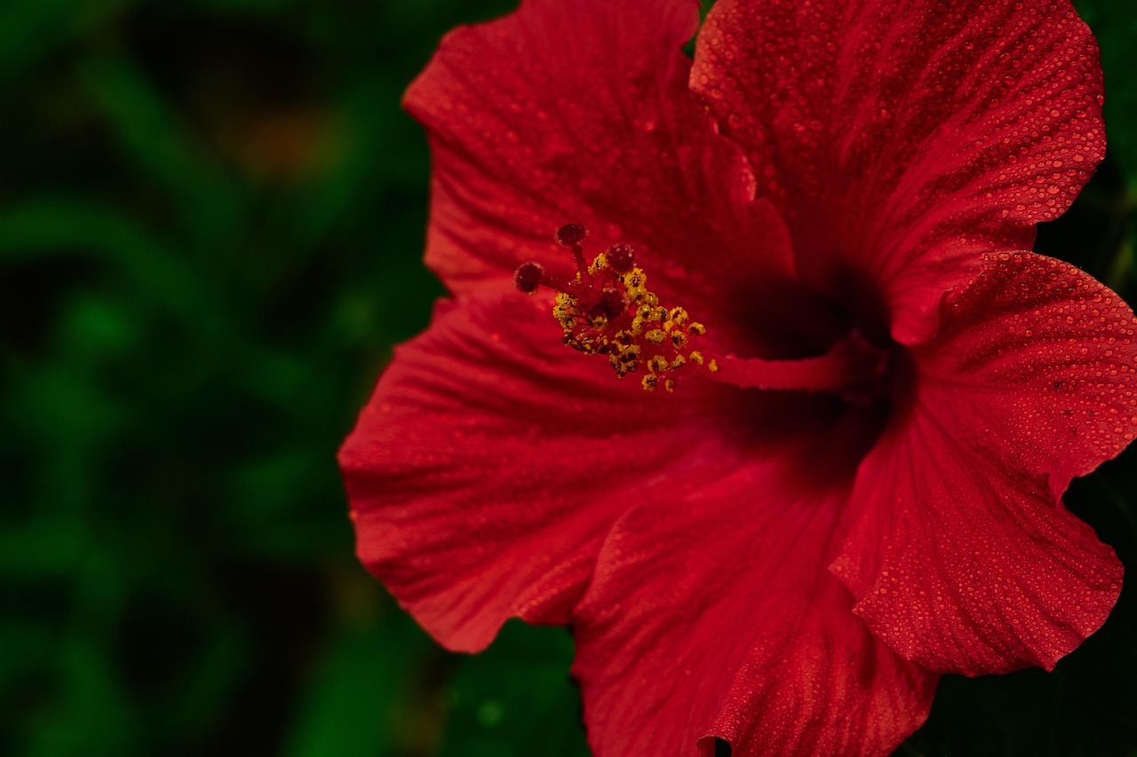 Flower Stamens Bloom - Free photo on Pixabay - Pixabay
